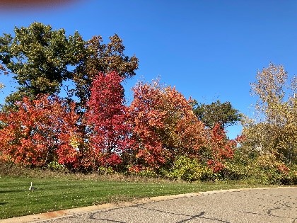 Fall Leaves. Brilliant Colors. How Does This Relate To You ...